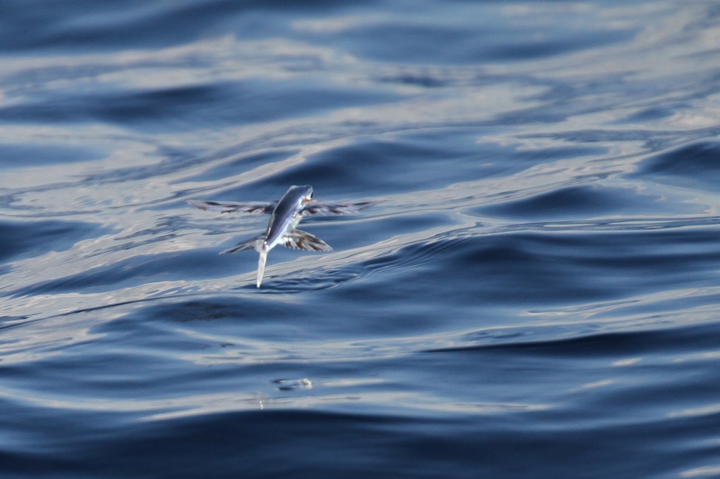 Flyingfishes (Exocoetidae) - Marine Life Identification