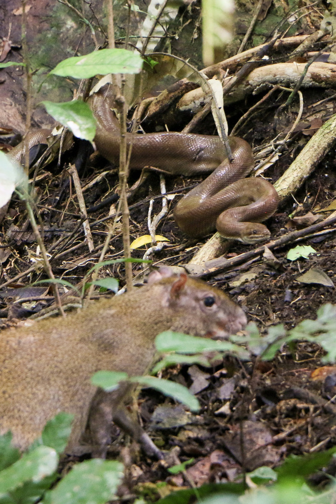 Brown Rainbow Boa from Panamá Oeste, Panama on July 15, 2022 at 09:36 ...