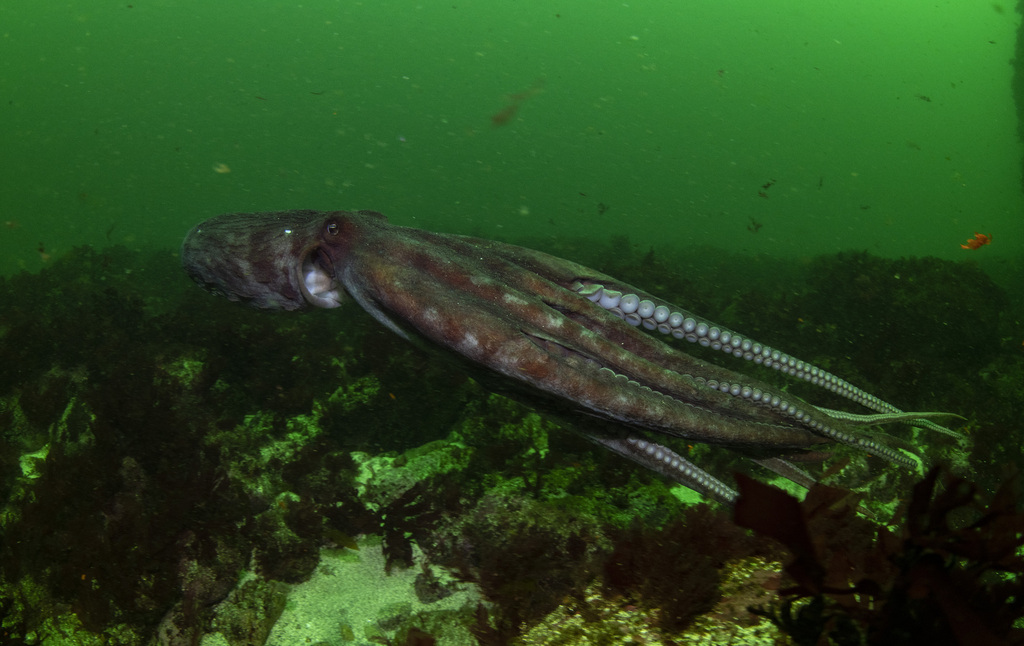 Southern Red Octopus from Valdivia, CL-LR, CL on December 15, 2018 at ...