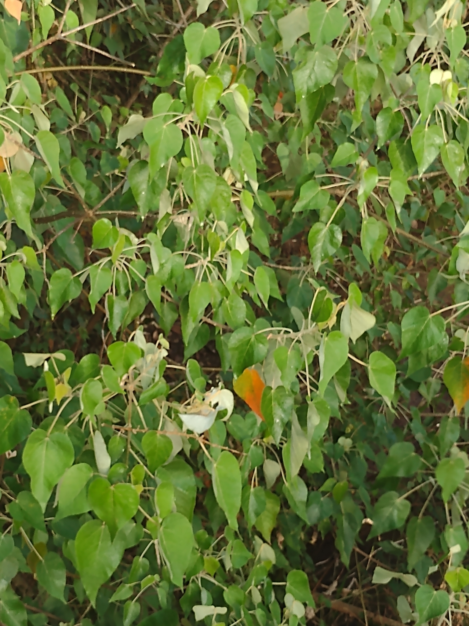 Croton urucurana Baill.
