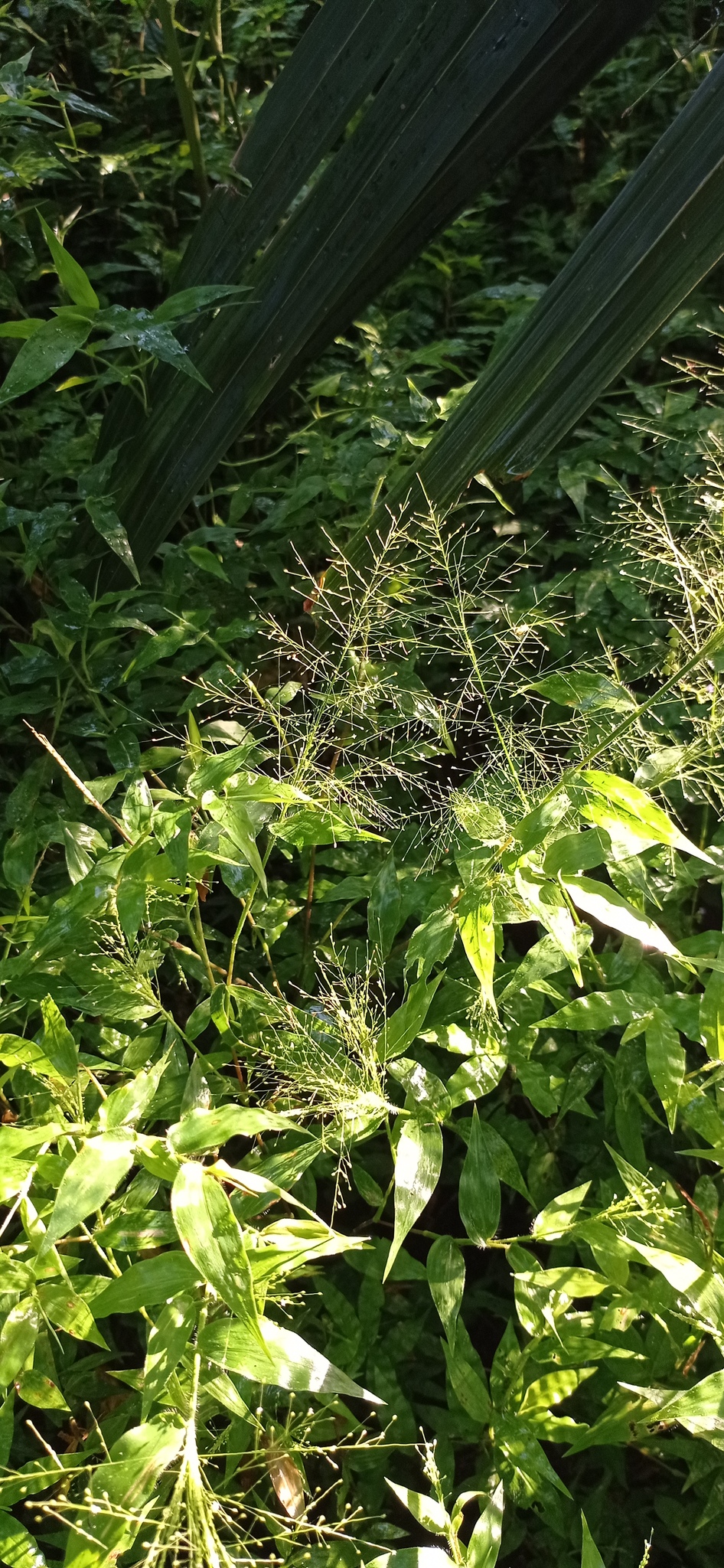 Panicum trichoides Sw.