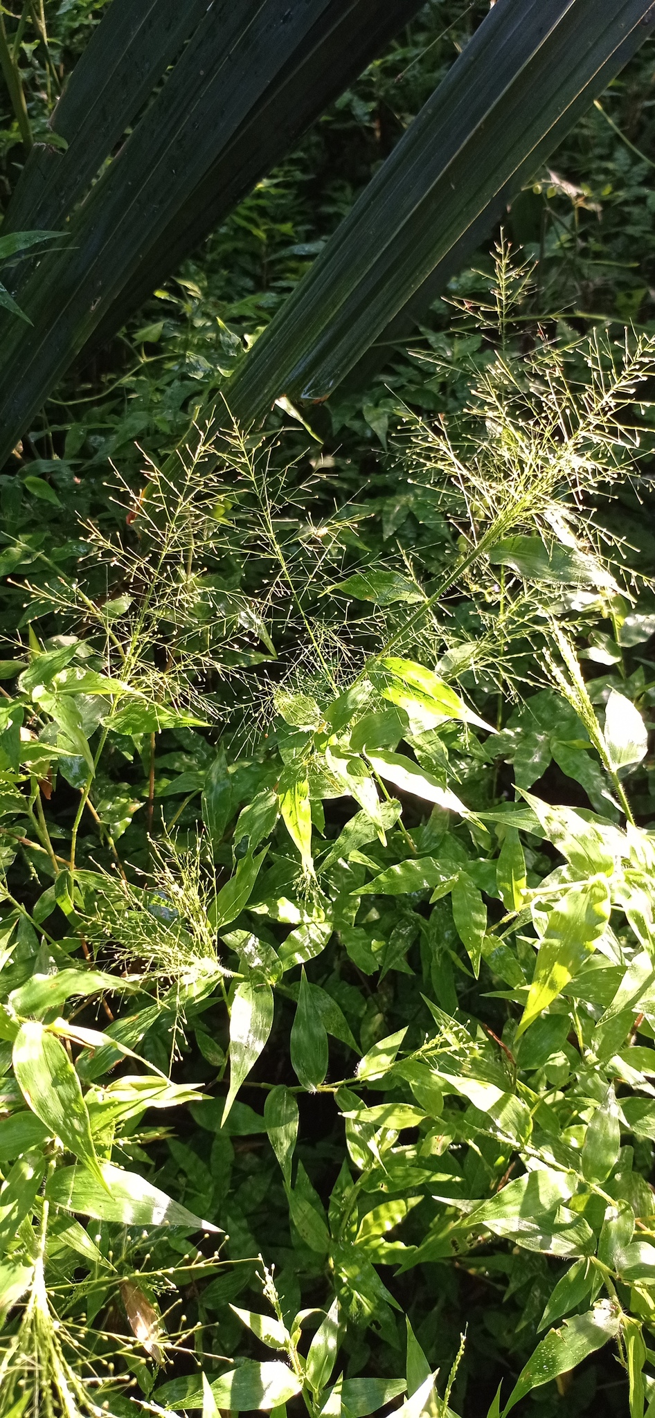 Panicum trichoides Sw.