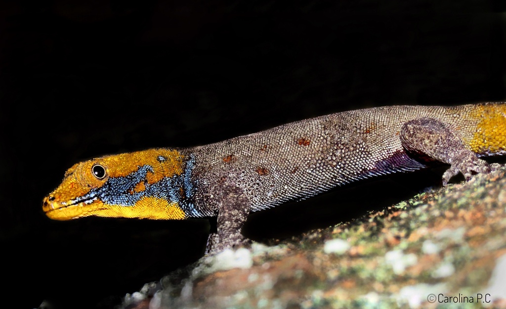 Yellow-headed Gecko (Herps of Oriental Cuba) · iNaturalist