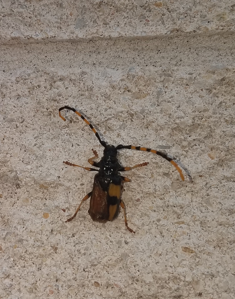Long-jawed Longhorn Beetle from Corpus Christi, TX 78414, USA on July ...