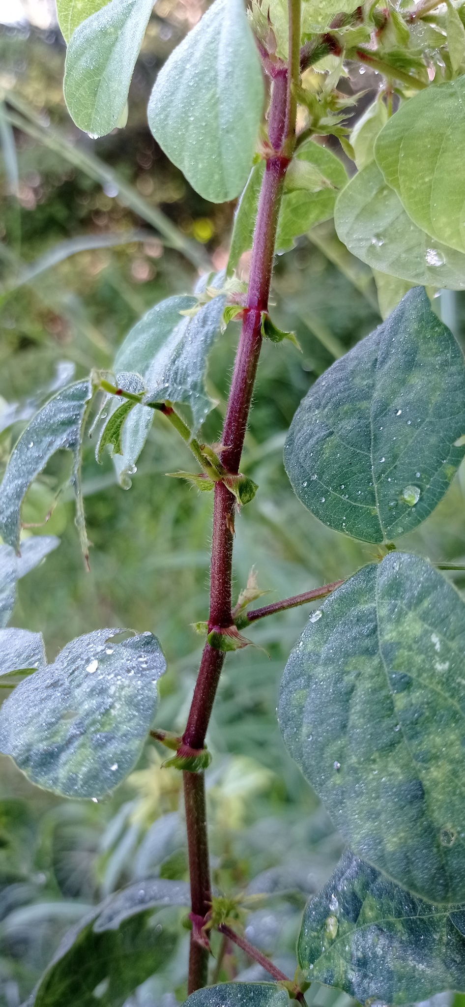 Desmodium distortum (Aubl.) J.F.Macbr.