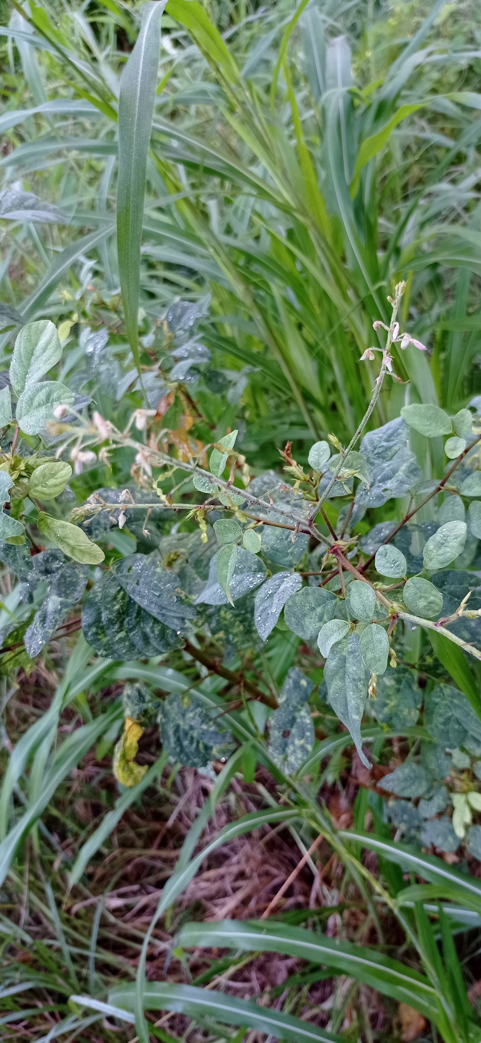 Desmodium distortum (Aubl.) J.F.Macbr.