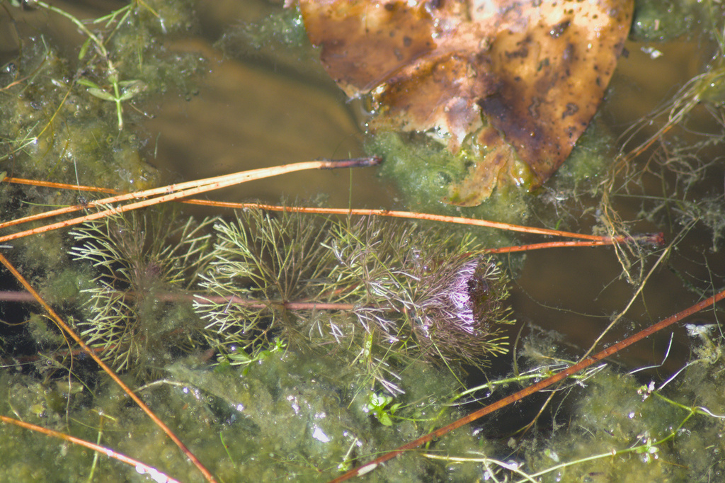 Carolina Fanwort from Orange County, FL, USA on July 15, 2022 at 04:36 ...