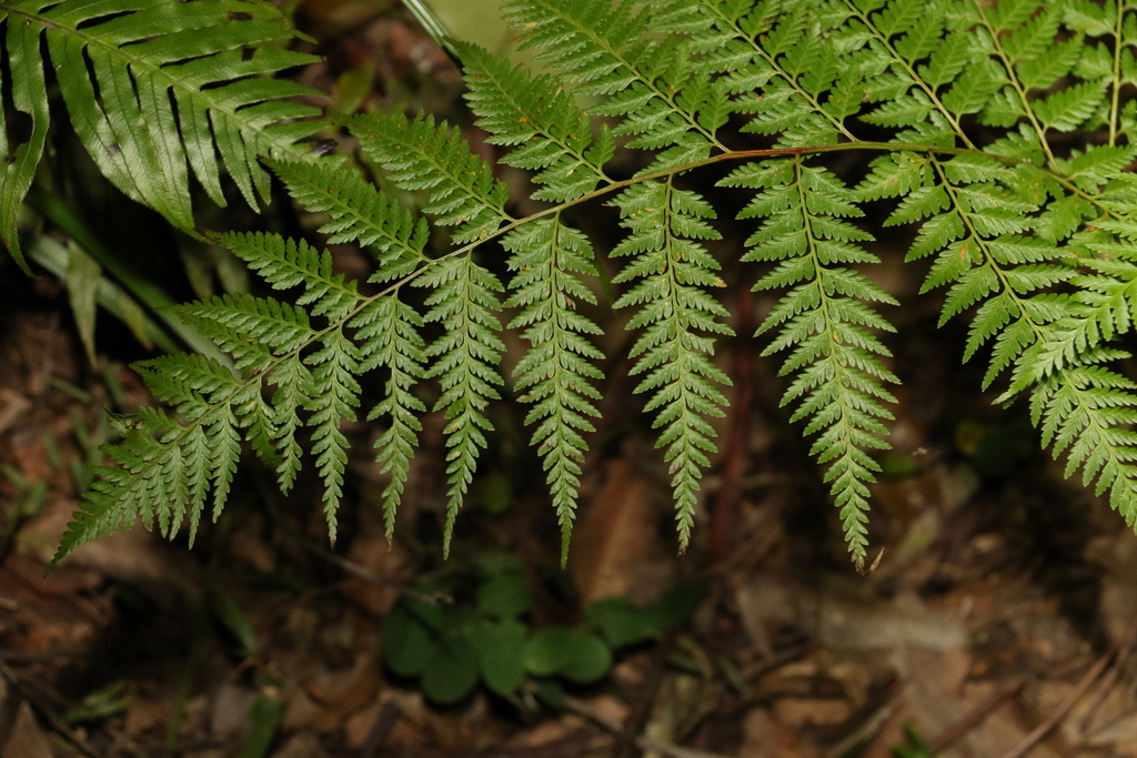 Common Ground Fern from Brookfield (incl. Brisbane Forest Park), D ...
