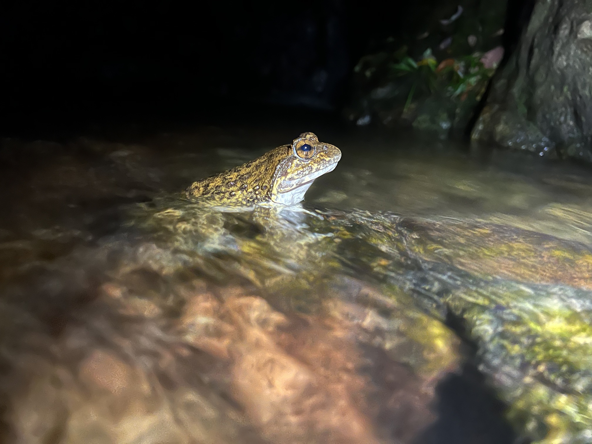 Quasipaa spinosa (David, 1875)