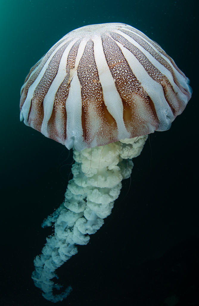 South American Sea Nettle from Valdivia, CL-LR, CL on December 16, 2021 ...