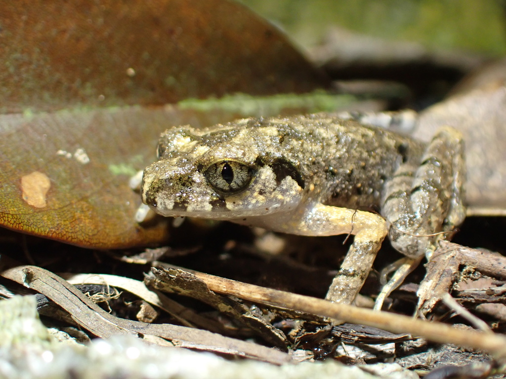 Lau's Leaf Litter Toad in July 2022 by Tse Chung Yi · iNaturalist