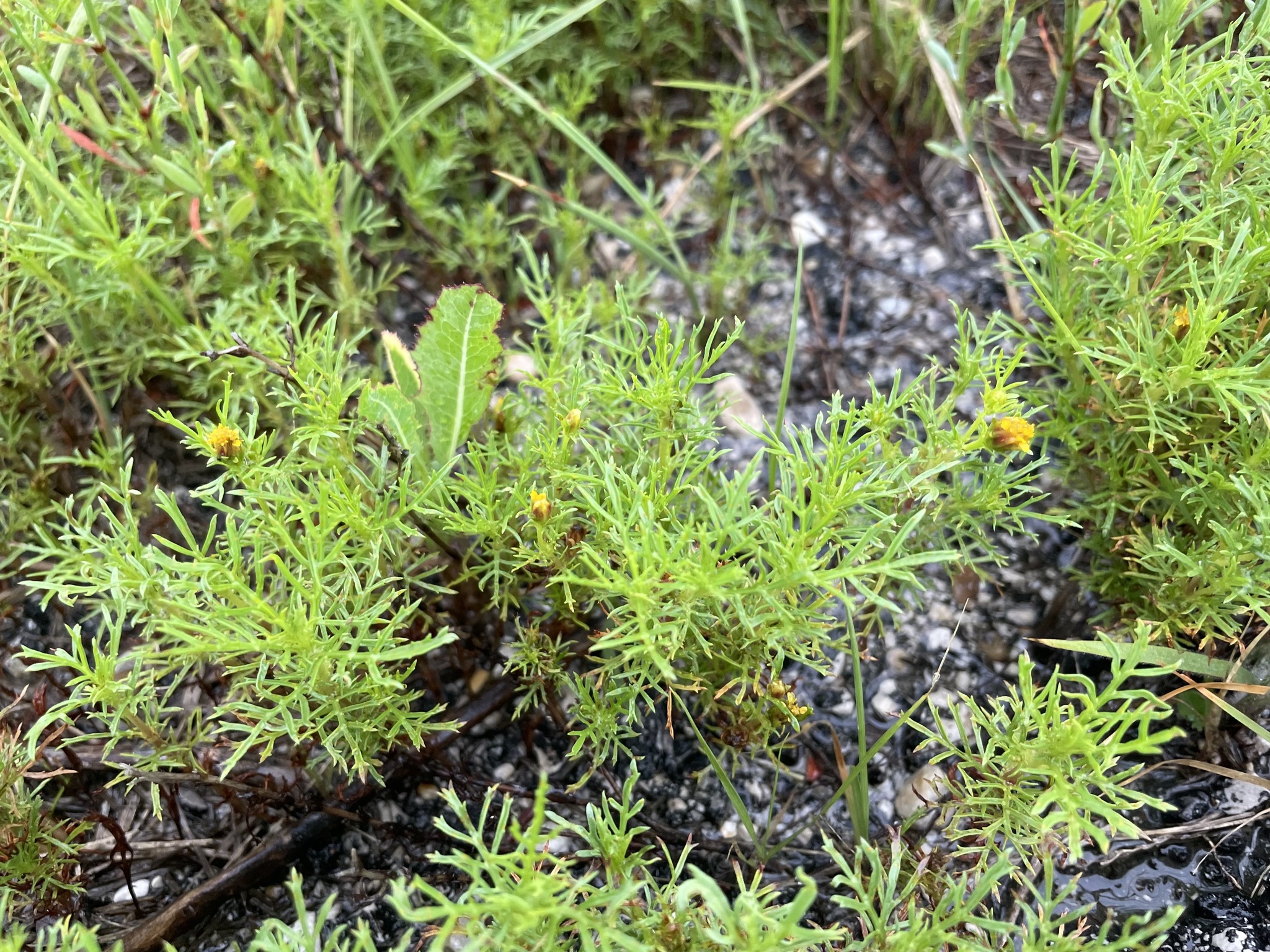 Dyssodia papposa (Vent.) Hitchc.