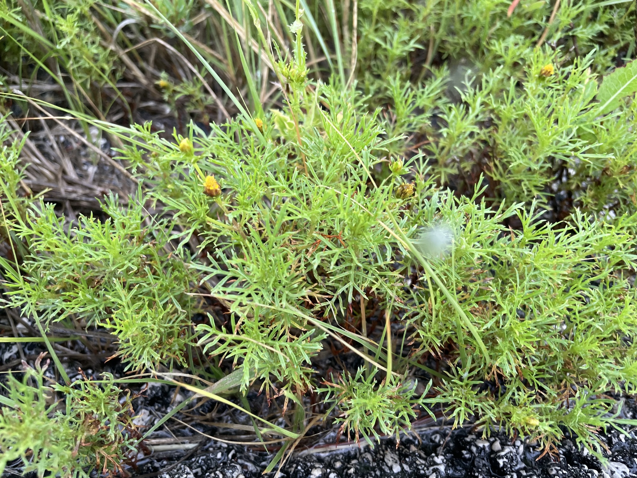 Dyssodia papposa (Vent.) Hitchc.