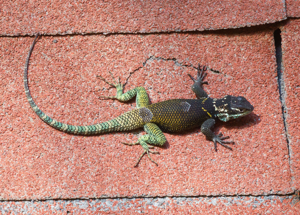 Noble Spiny Lizard in July 2022 by patrick vant · iNaturalist