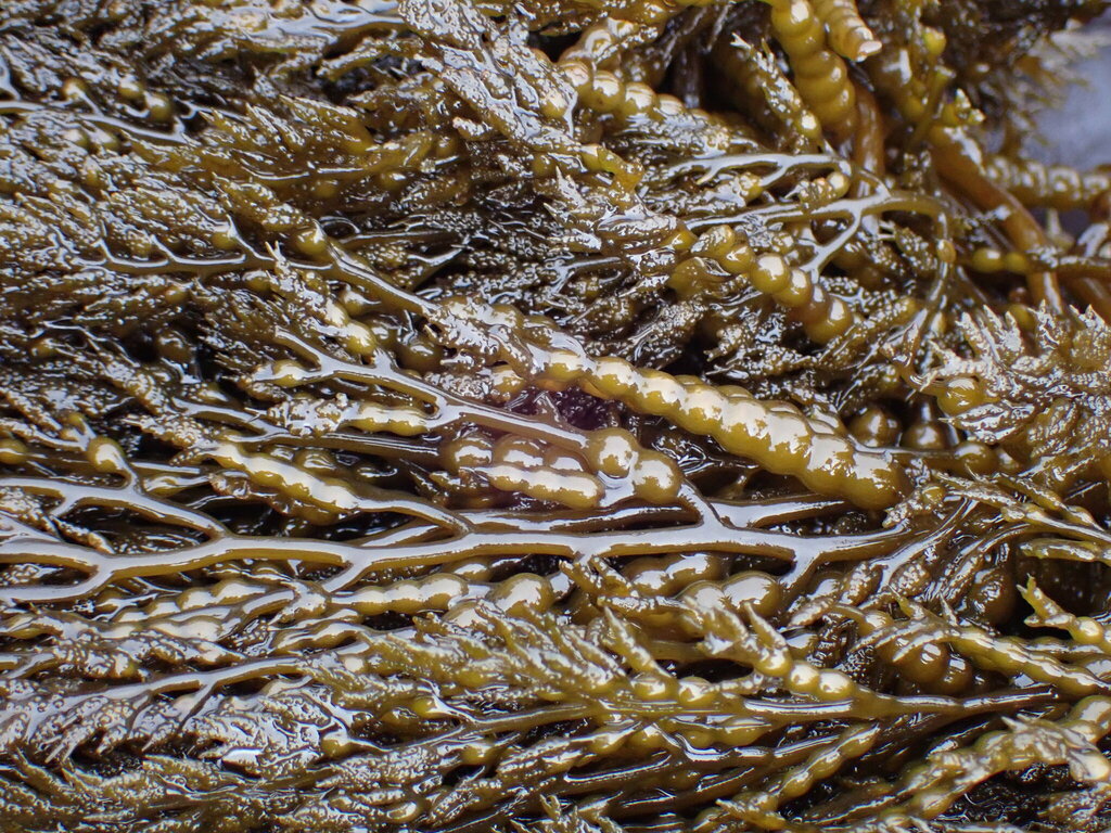 chain bladder kelp from Sonoma County, CA, USA on July 14, 2022 at 07: ...