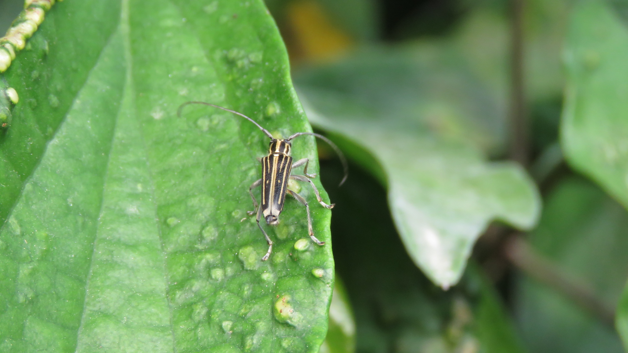 Glenea lineata sauteri Schwarzer, 1925