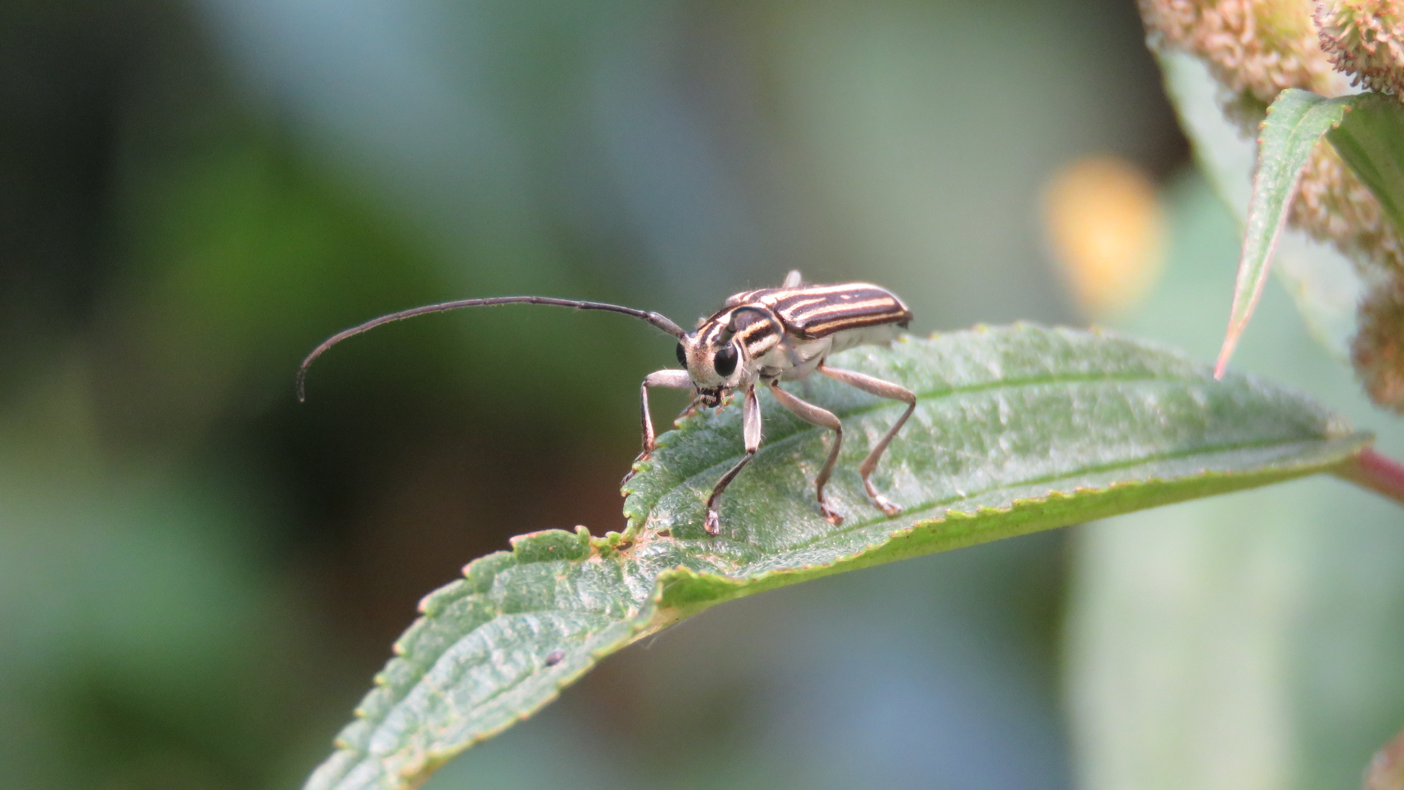 Glenea lineata sauteri Schwarzer, 1925