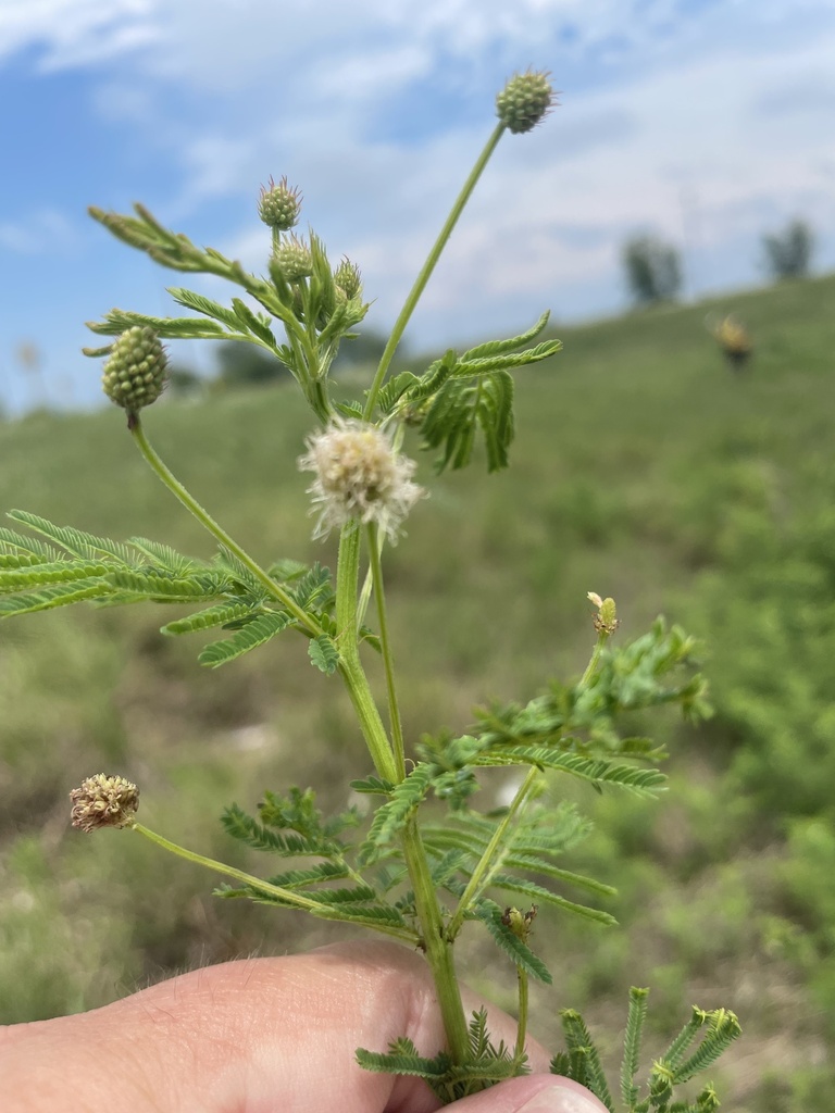 Illinois bundleflower from I-80 E, Coal Valley, IL, US on July 15, 2022 ...