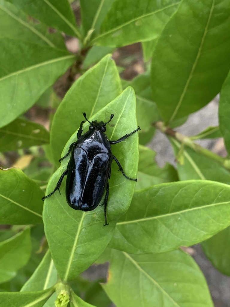 Thaumastopeus shangaicus from 嘉義樹木園, 東區, TW on July 16, 2022 at 08:42 ...