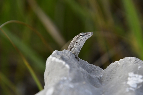 Cook's Anole (Anolis cooki) - Snakes and Lizards