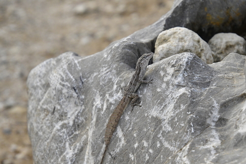Cook's Anole (Anolis cooki) - Snakes and Lizards