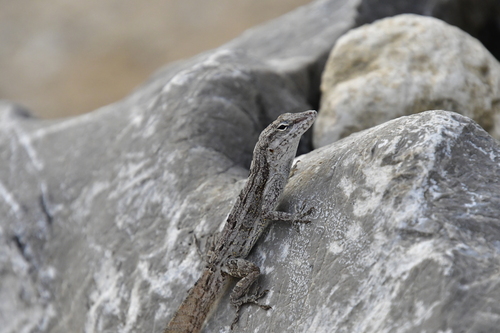 Cook's Anole (Anolis cooki) - Snakes and Lizards