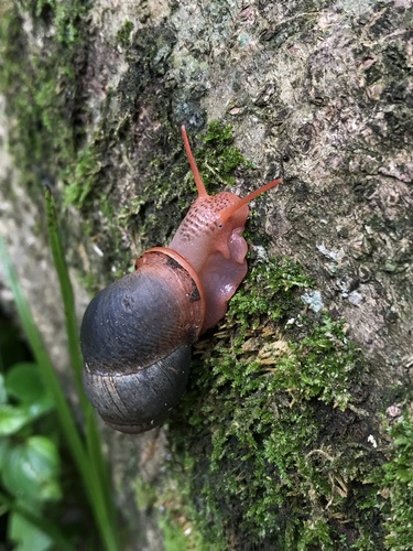 Pollicaria mouhoti · iNaturalist