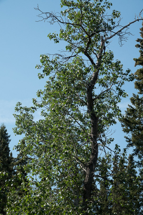 balsam poplar from Whitehorse, YT, Canada on June 27, 2022 at 10:57 AM ...