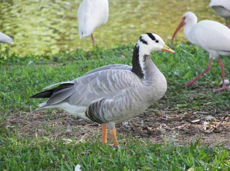 Bar-headed Goose from Florida, Miami-Dade, Key Biscayne, Crandon Park ...