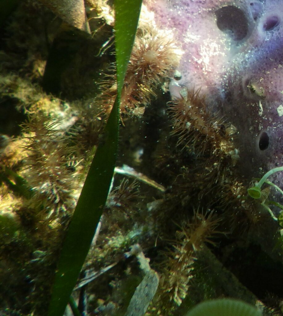 Digenea simplex from Miami-Dade County, FL, USA on July 14, 2022 at 04: ...