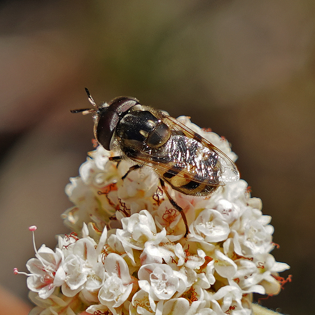 Copestylum marginatum from 18751 Laguna Canyon Rd, Laguna Beach, CA ...