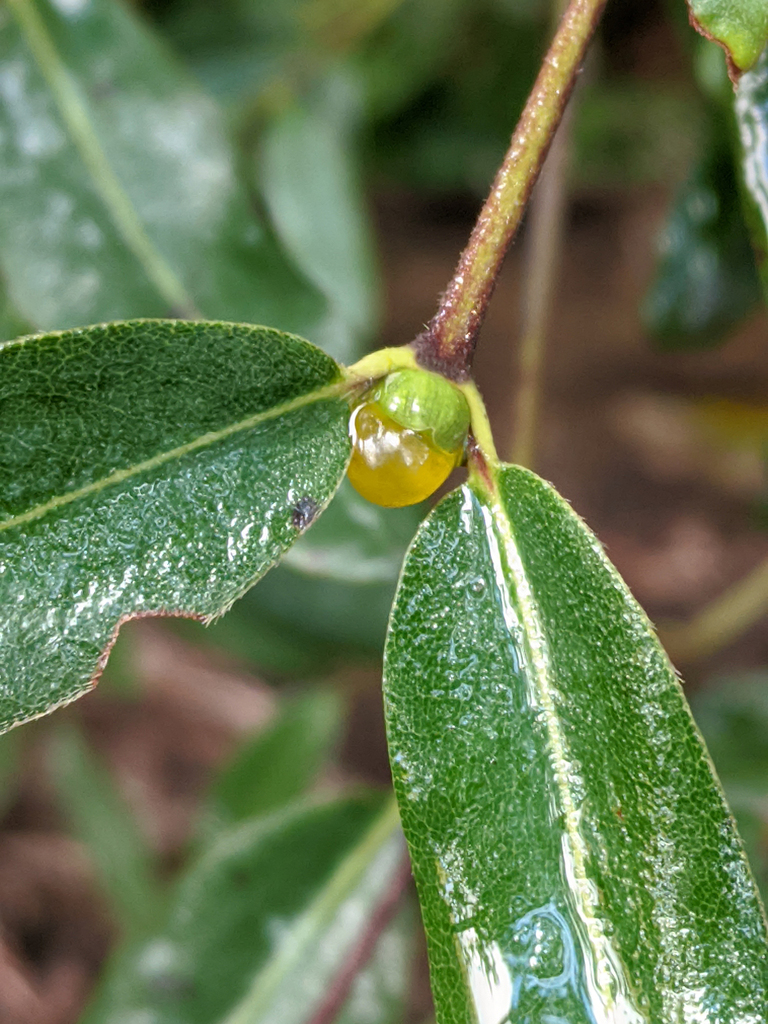 Leatherwood from Loongana TAS 7315, Australia on July 12, 2022 at 02:22 ...