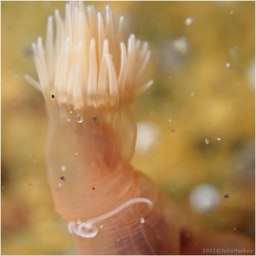 Diadumene from San Pedro, Los Angeles, CA, USA on July 14, 2022 at 07: ...