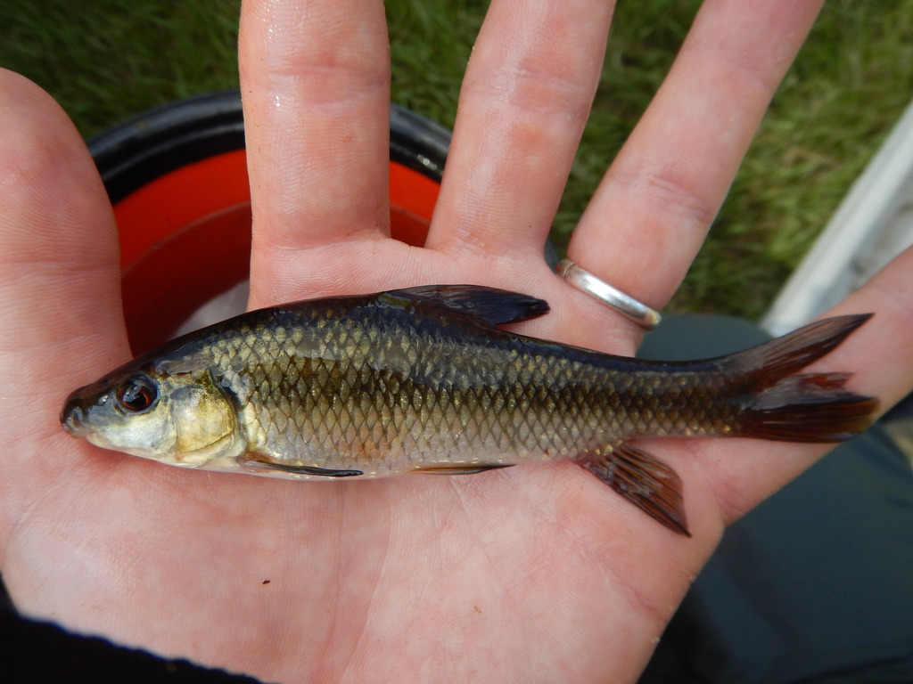 Lake Chubsucker (Wildlife and Wildflowers of Texas - Fish) · iNaturalist