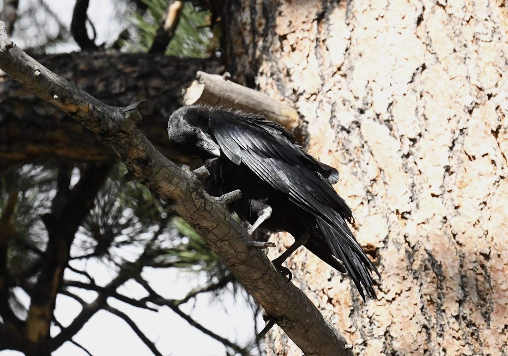 Common Raven from Clark County, NV, USA on July 14, 2022 at 08:51 AM by ...