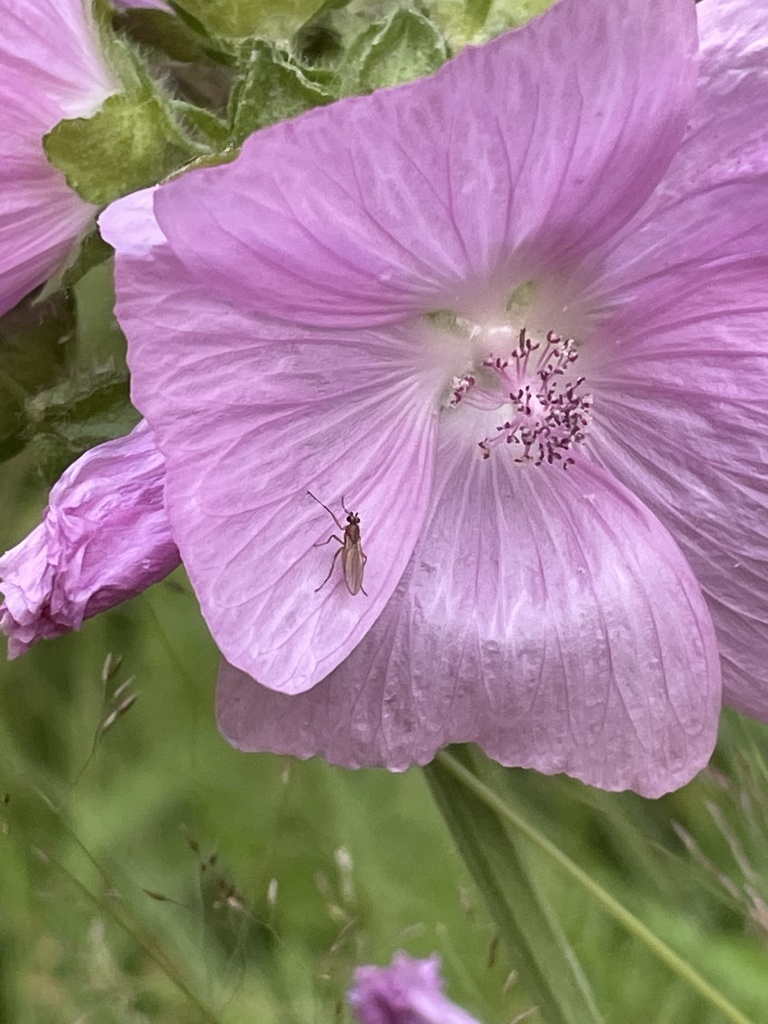 Small Grass Fly from Route 138, Longue-Rive, QC, CA on July 15, 2022 at ...
