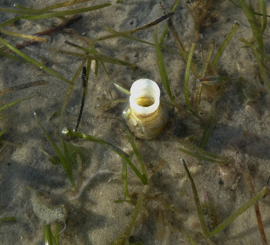 Chaetopterus from Redland, QLD, Australia on July 15, 2022 at 03:39 PM ...