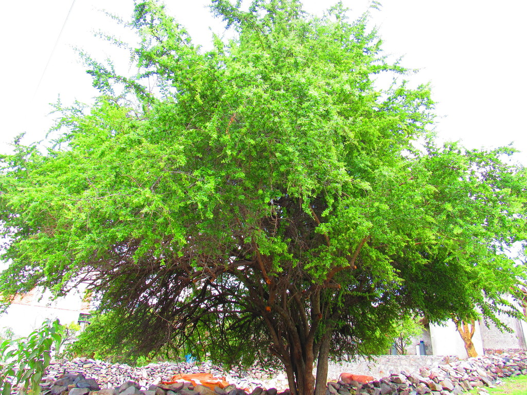 spiny hackberry from Solís, Gto., México on July 3, 2018 at 11:42 AM by Oscar Alejandro Morales ...