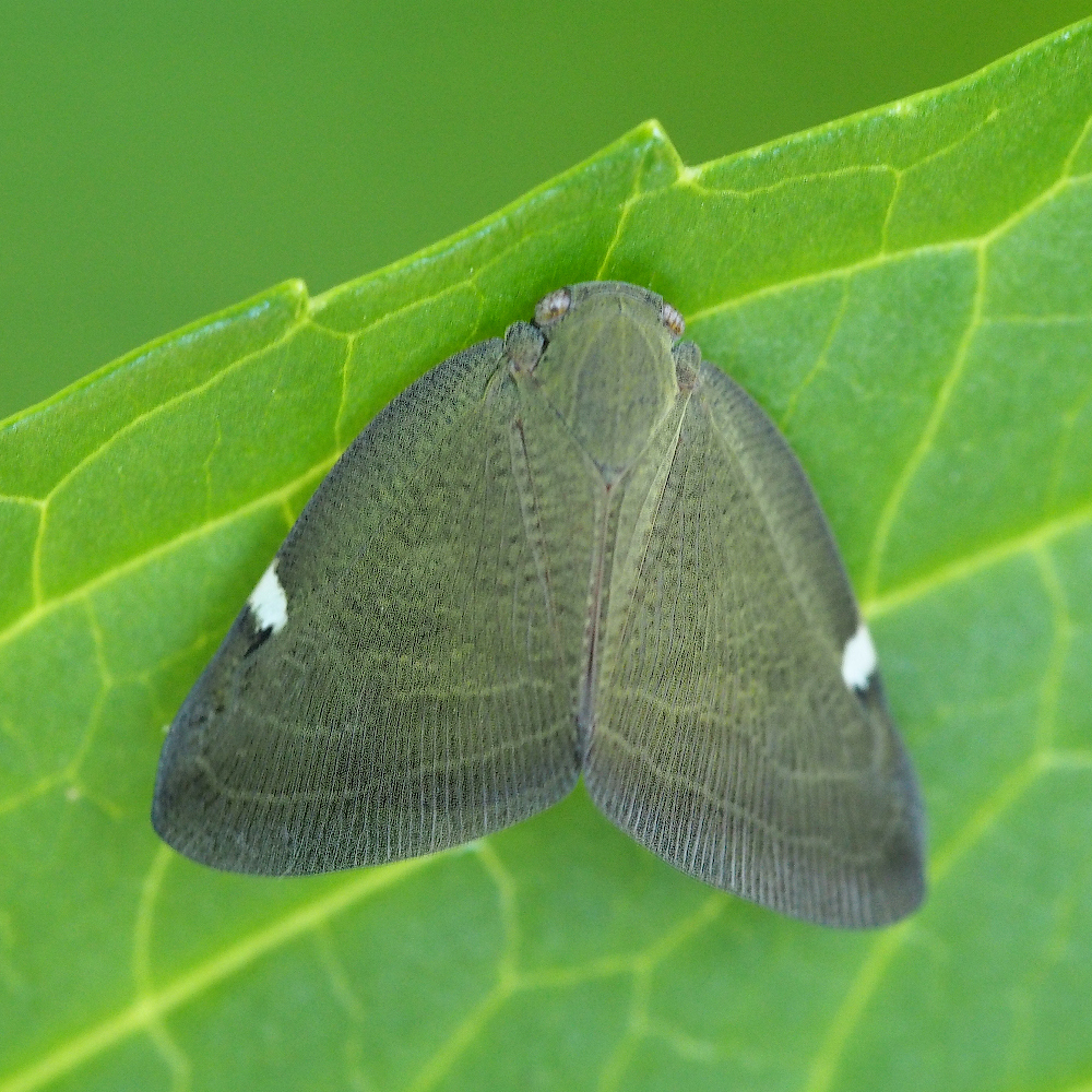Pochazia albomaculata from Chuo Ward, Sagamihara, Kanagawa, Japan on ...