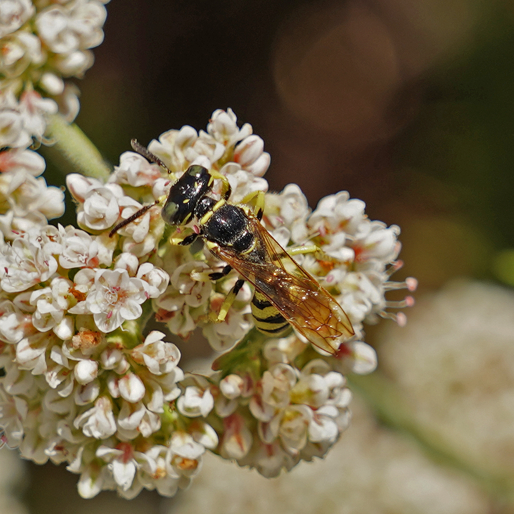 Beewolves from 18751 Laguna Canyon Rd, Laguna Beach, CA 92651, USA on ...