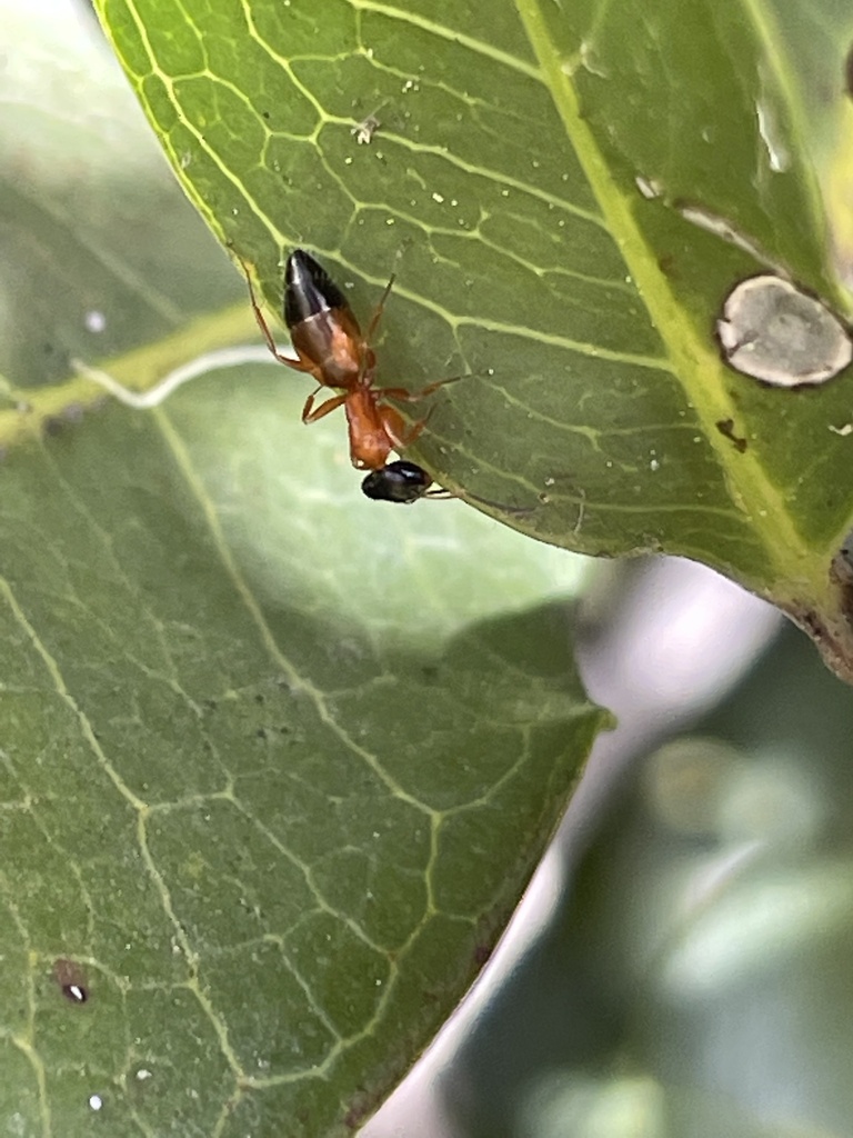 black-headed strobe ant from Campbell St, Gin Gin, QLD, AU on July 16 ...
