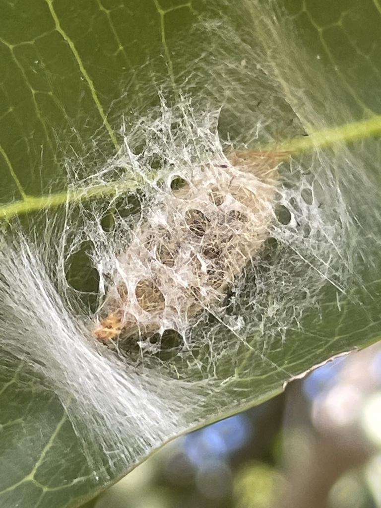Spiders from Elliott St, Gin Gin, QLD, AU on July 16, 2022 at 11:30 AM ...