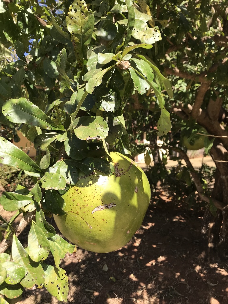 calabash trees from Alameda da Estalagem, Pirenópolis, GO, BR on July ...