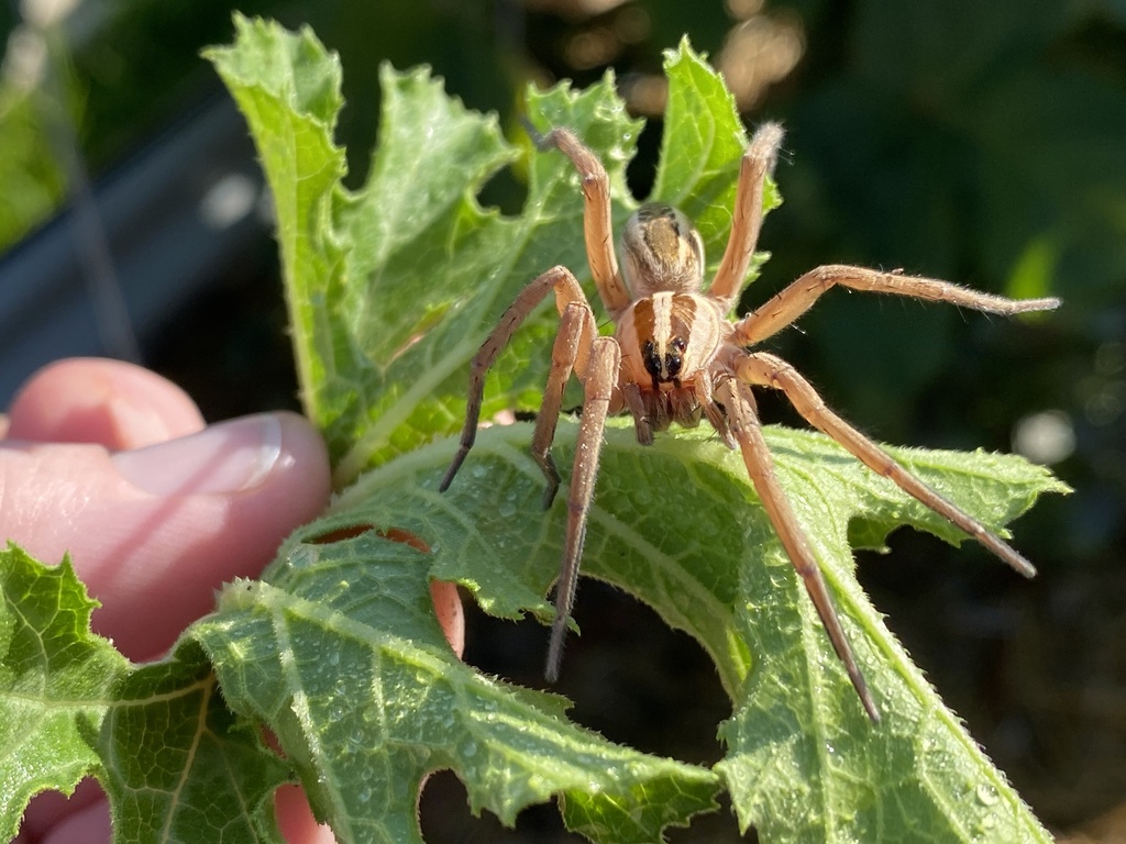 Rabid Wolf Spider from N Highland Dr, Sanger, TX, US on July 15, 2022 ...