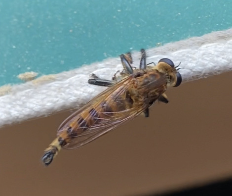 Red-footed Cannibal Fly from SW Second Ave, Gainesville, FL, US on July ...