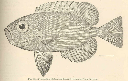 Catalufa alalahua (Priacanthus alalaua)