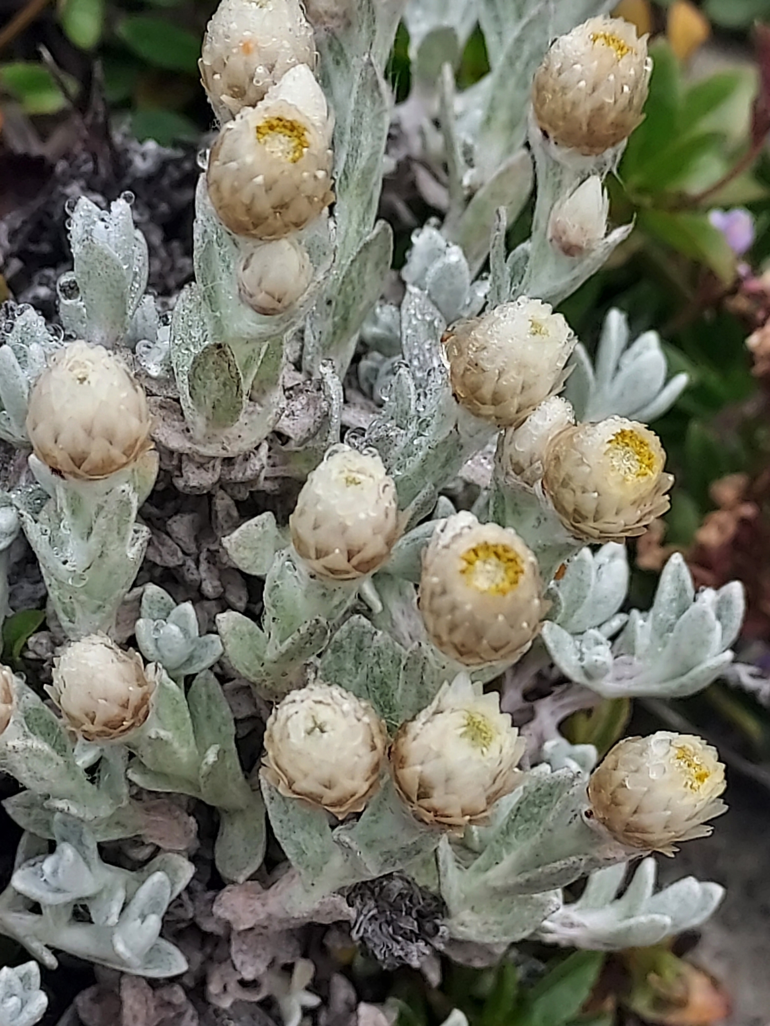 Anaphalis nepalensis (Spreng.) Hand.-Mazz.