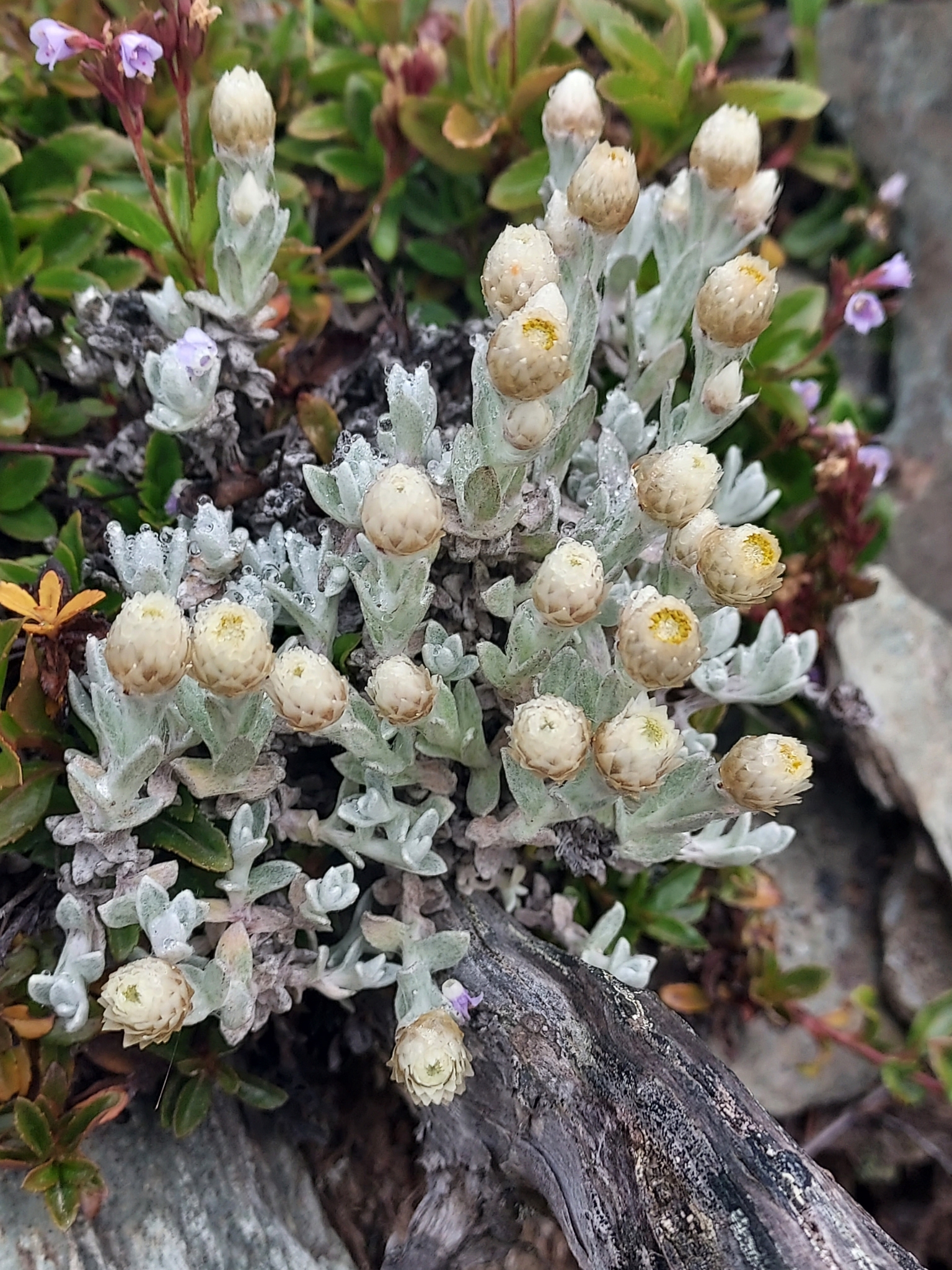 Anaphalis nepalensis (Spreng.) Hand.-Mazz.