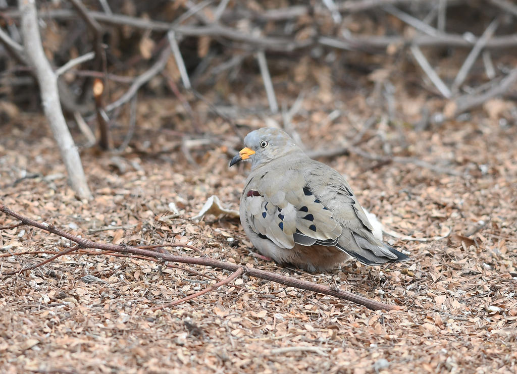 Croaking Ground Dove from San Antonio, Peru on July 15, 2022 at 01:31 ...