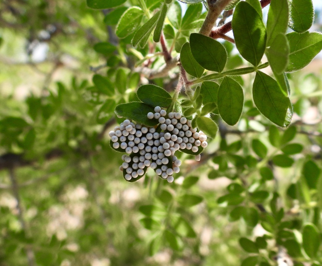 Chihuahuan Agapema from Eddy County, NM, USA on July 15, 2022 at 01:39 ...